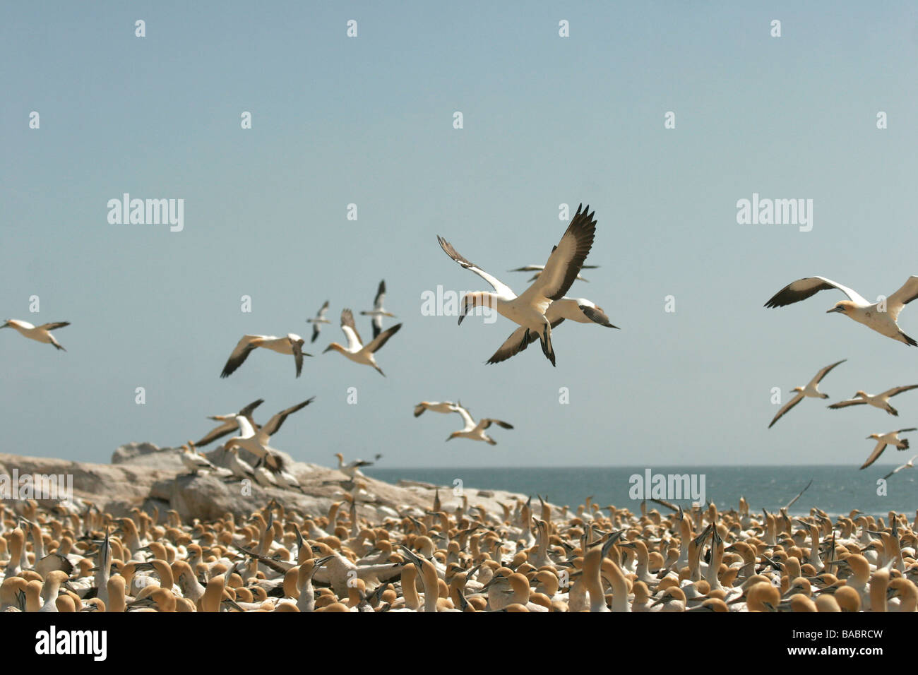 A Cape Gannet (Morus capensis, originally Sula capensis) colony at ...
