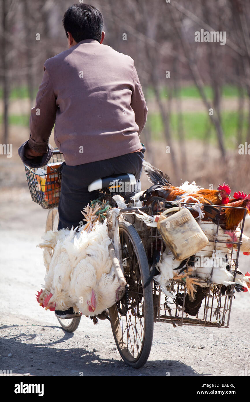 Bike chicken chickens hi-res stock photography and images - Alamy