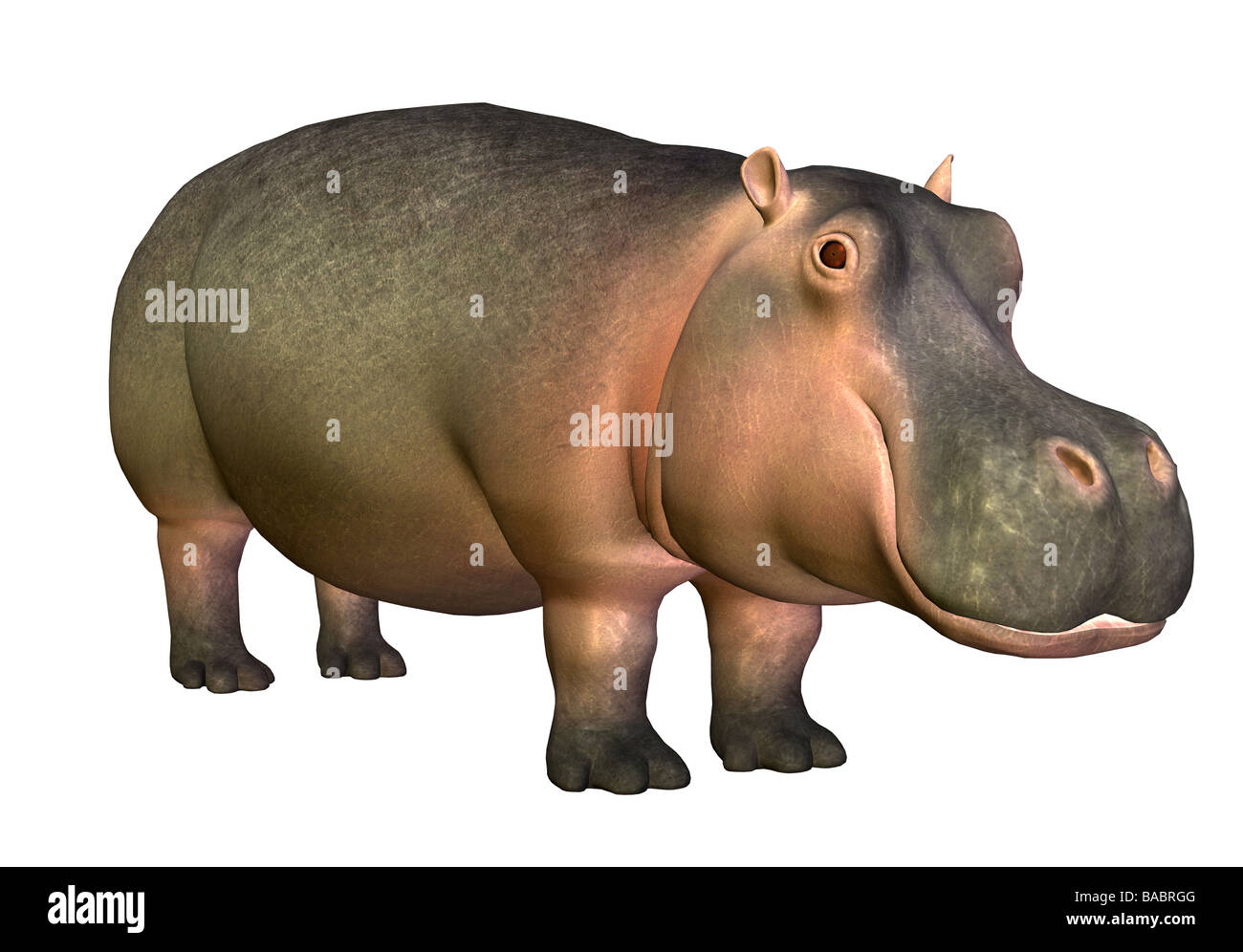 Illustration zoology hippopotamus amphibius hi-res stock photography ...