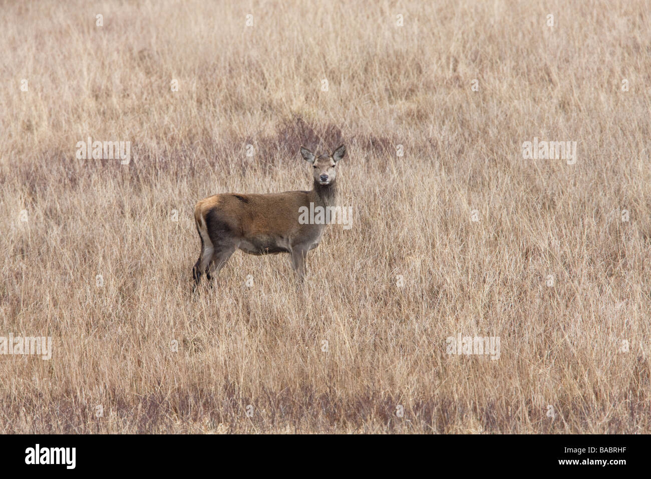 Adult female red deer hi-res stock photography and images - Alamy