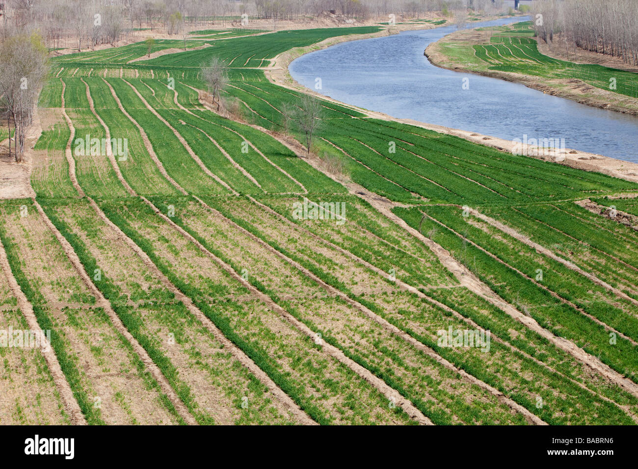 Wheat crops in Northern China Stock Photo - Alamy