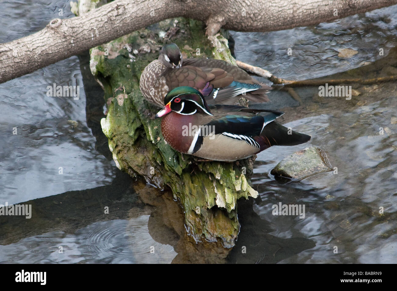 Ducks on a log hi-res stock photography and images - Alamy