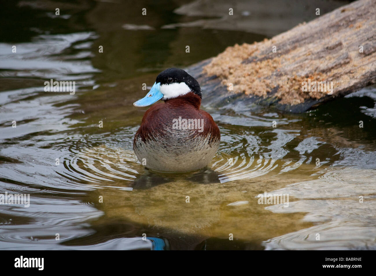 Duck with blue bill hi-res stock photography and images - Alamy