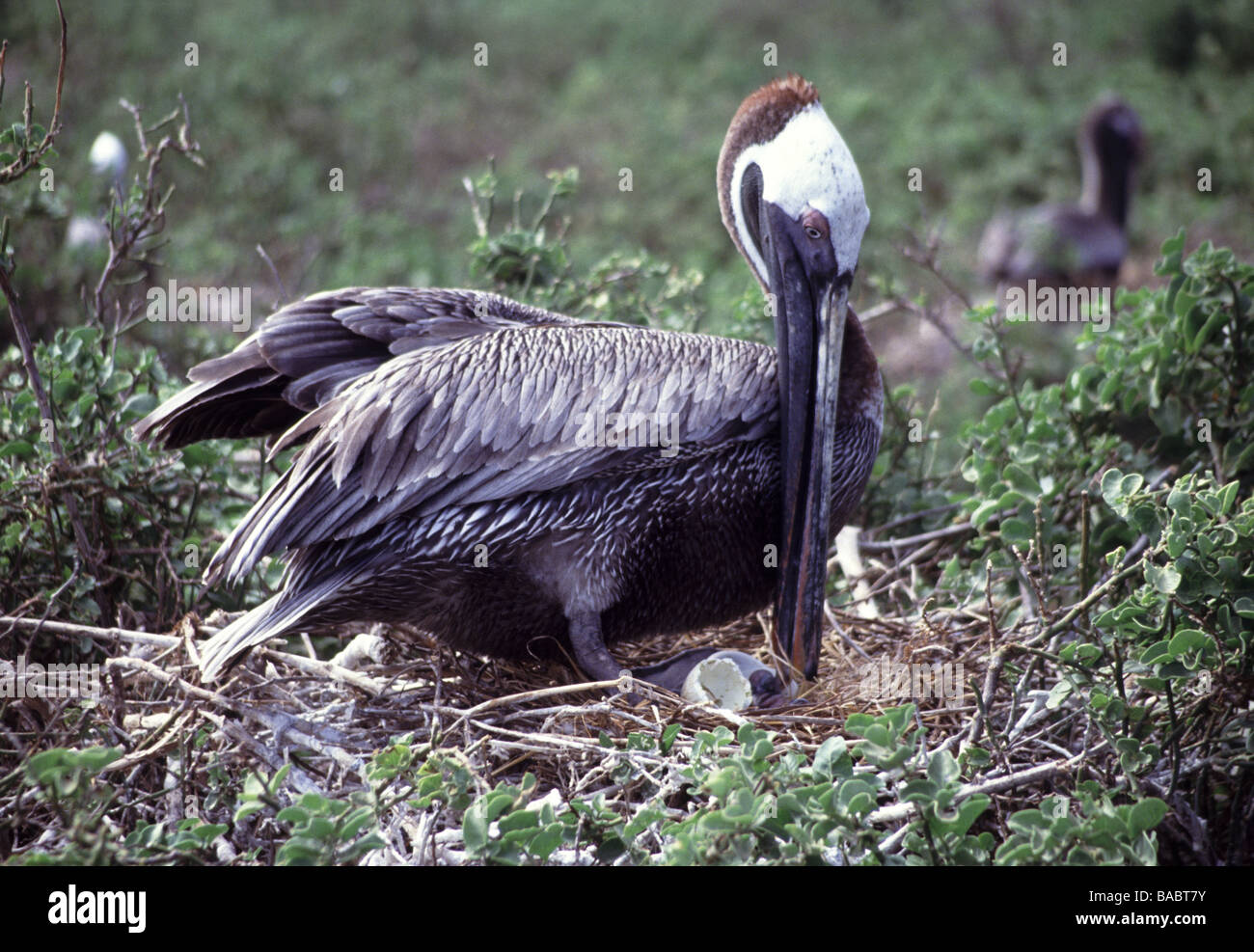 Galapagos Islands. Brown Pelican 'Pelecanus occidentalis' 1.Adult on ...