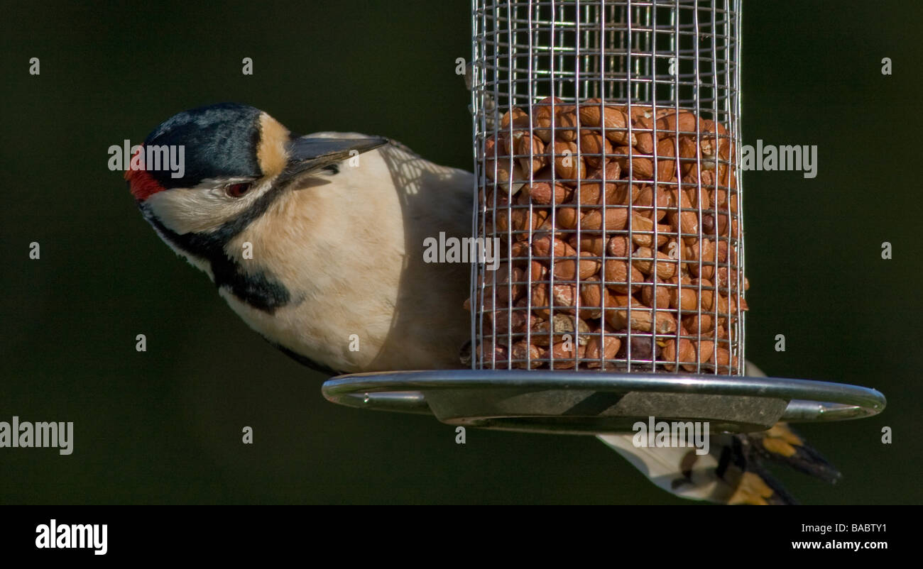 Birds wood pecker hi-res stock photography and images - Alamy