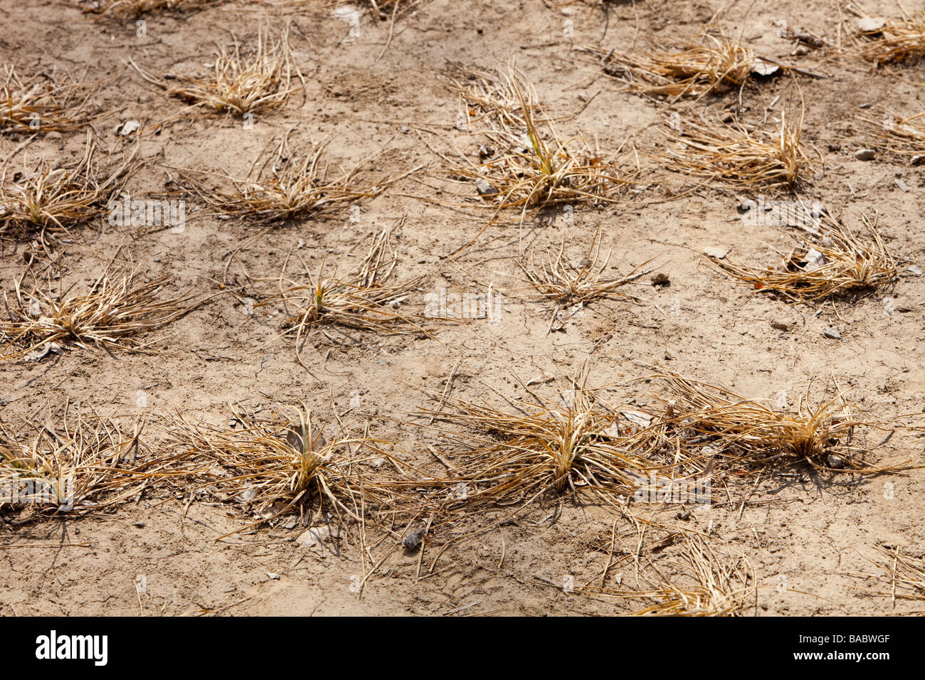 Crop Crops Dead Dry High Resolution Stock Photography and Images - Alamy
