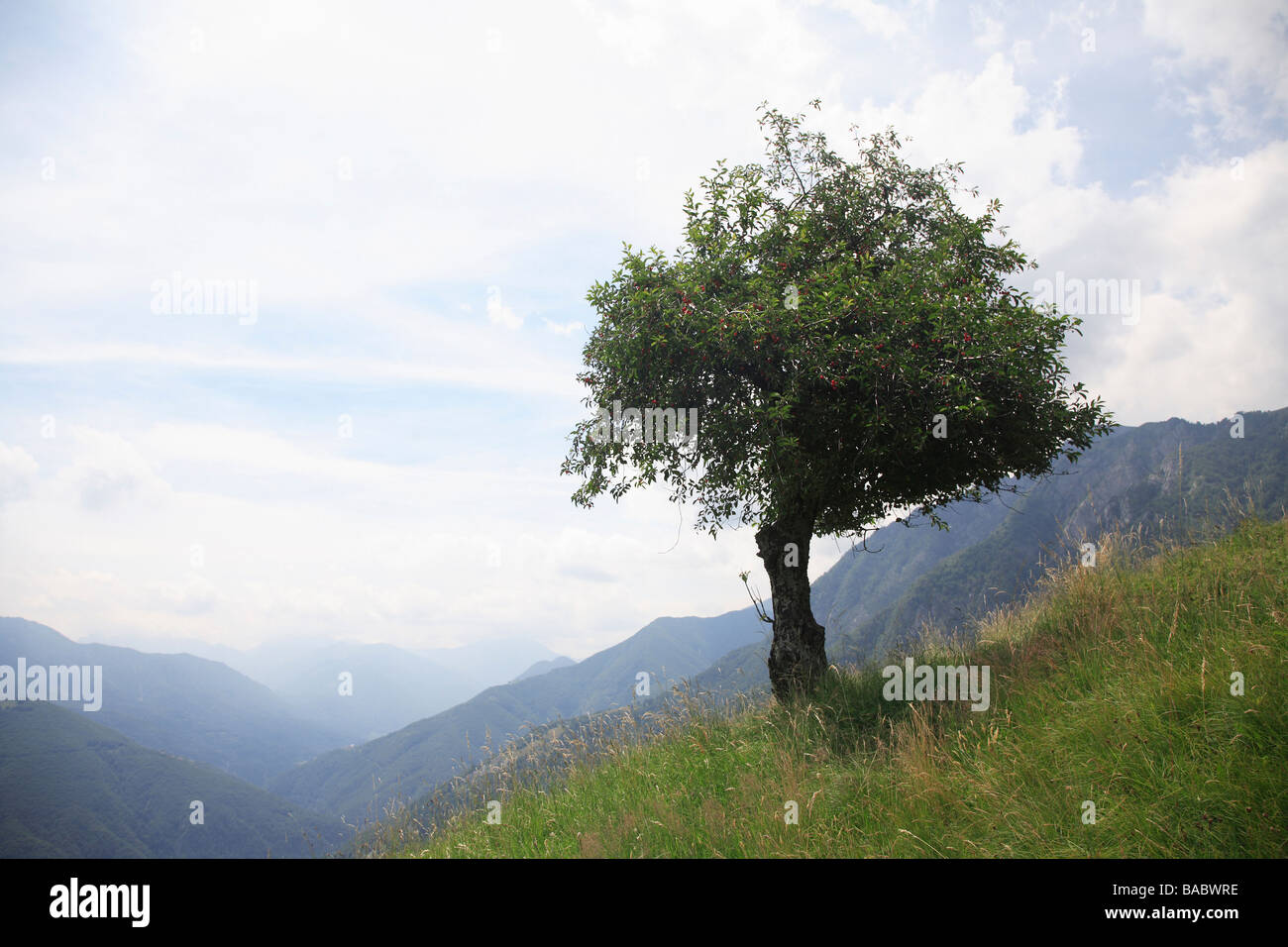 Tree on slope hi-res stock photography and images - Alamy