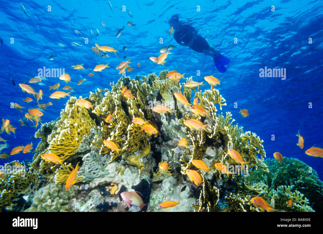 Egypt, Red Sea, coral reef Stock Photo - Alamy
