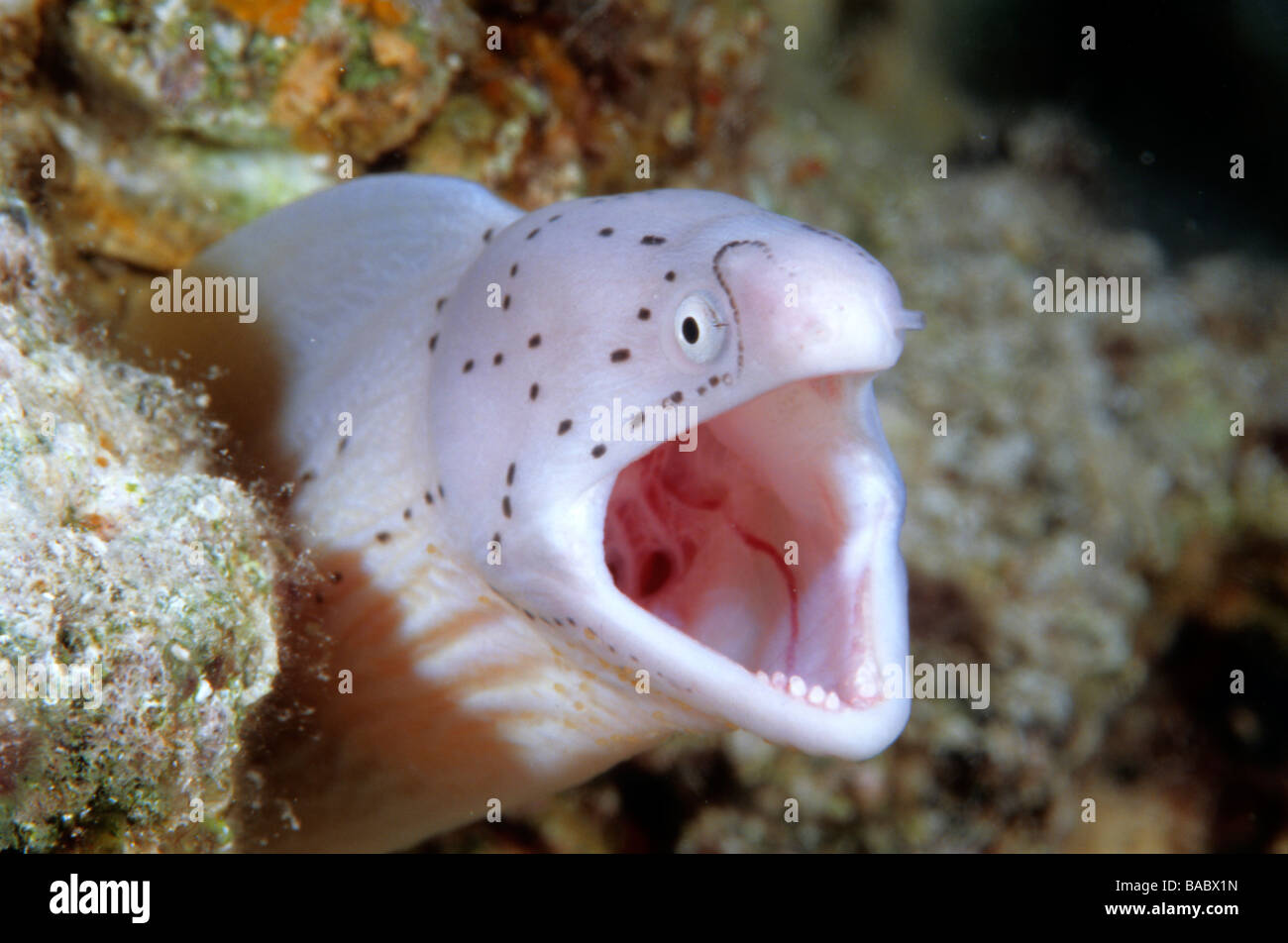 Egypt, Red Sea, grey moray eel Stock Photo - Alamy