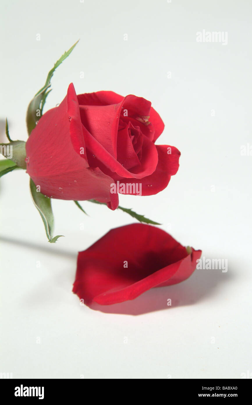 Artistic services hi-res stock photography and images - Alamy