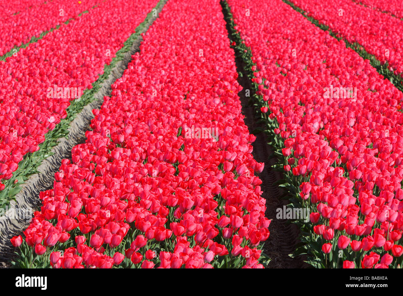 Fields of tulips, Town of Lisse area, Netherlands Stock Photo - Alamy
