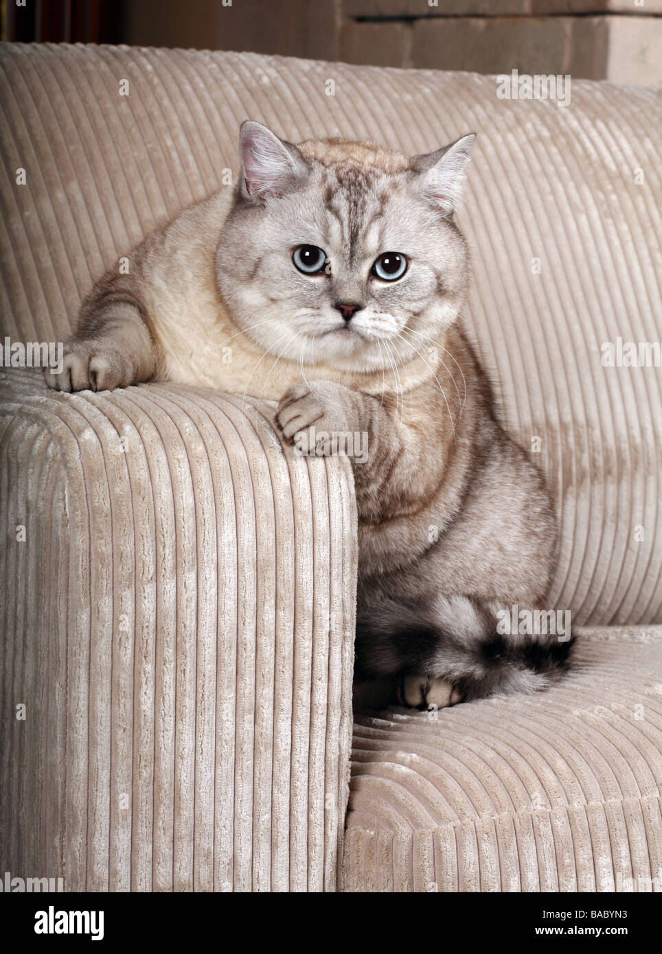 British Shorthair silver cat Stock Photo - Alamy