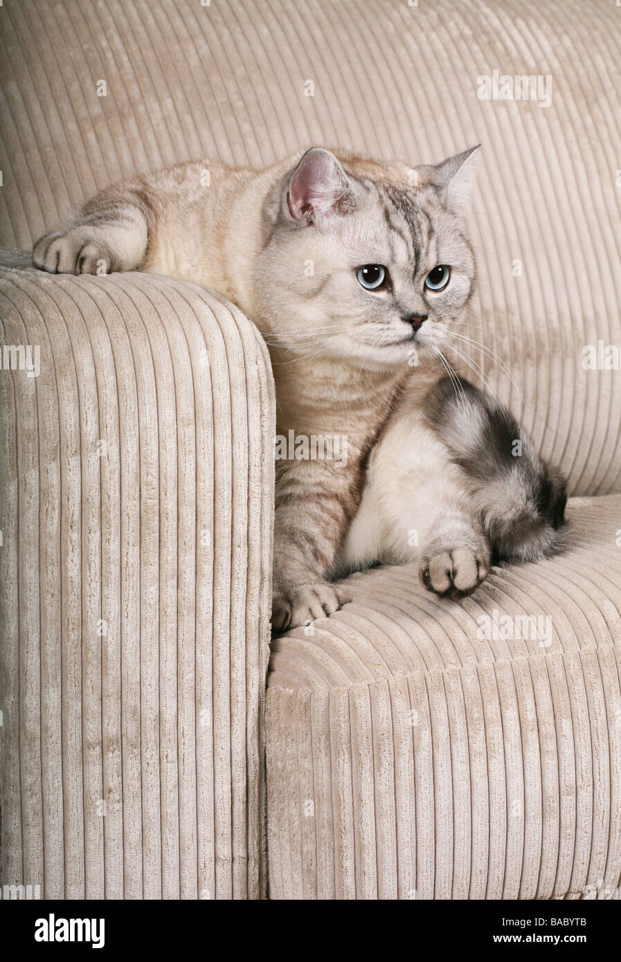 British Shorthair silver cat Stock Photo - Alamy