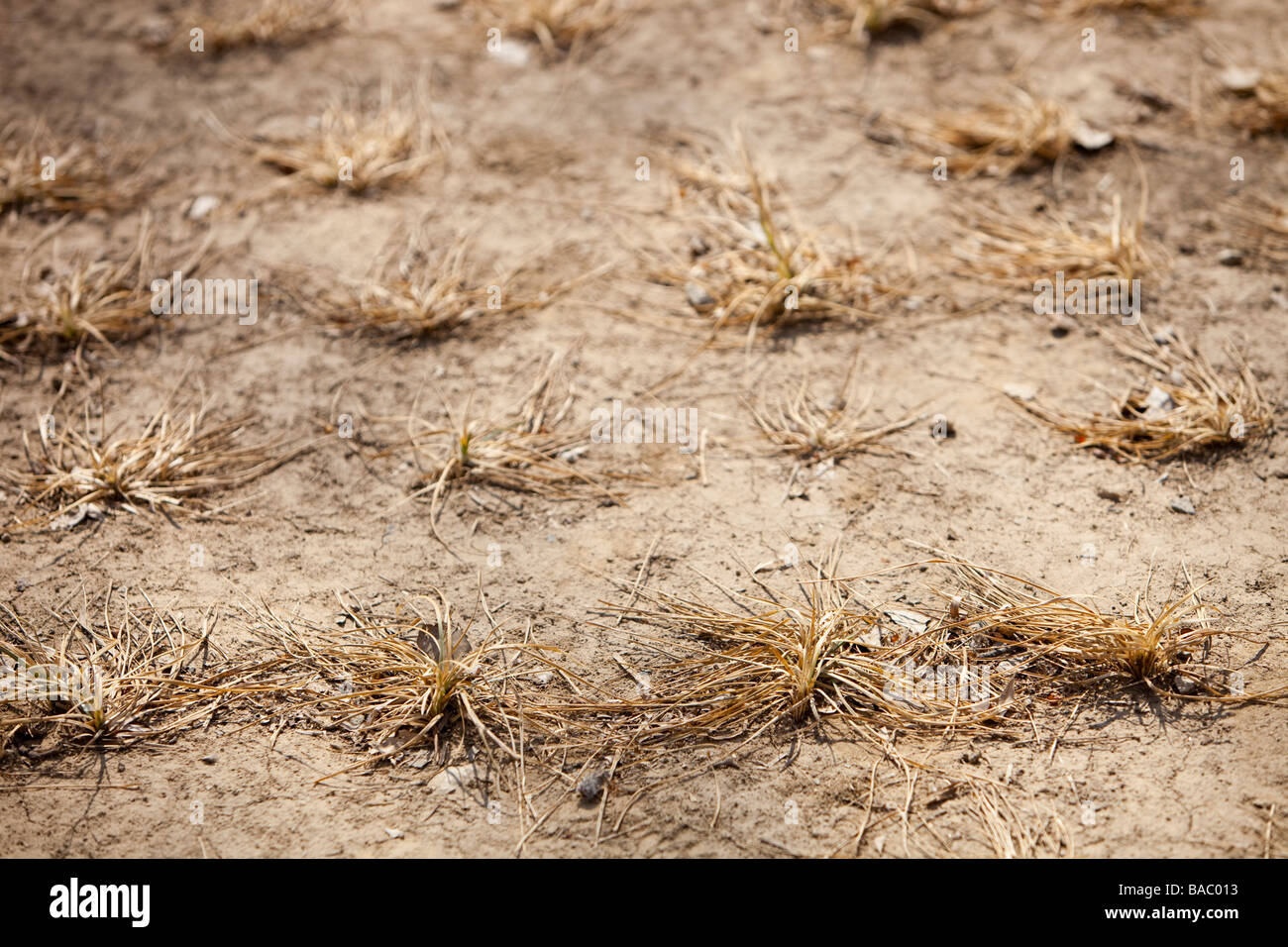 Crops dying in drought conditions brought on by climate change in ...