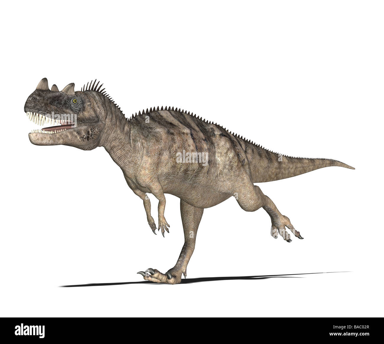 Ceratosaurus hi-res stock photography and images - Alamy