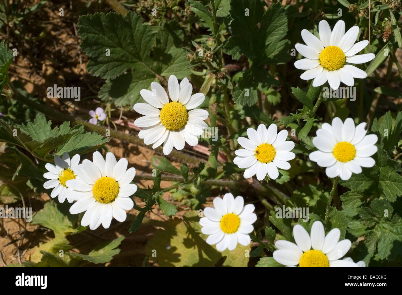 Israel Spring flower Southern Daisy Bellis sylvestris Stock Photo - Alamy