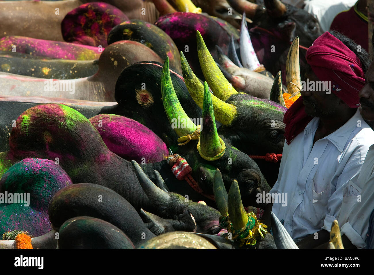 India, Tamil Nadu, Pongal, Harvest Festival, beauty contest of cows and ...