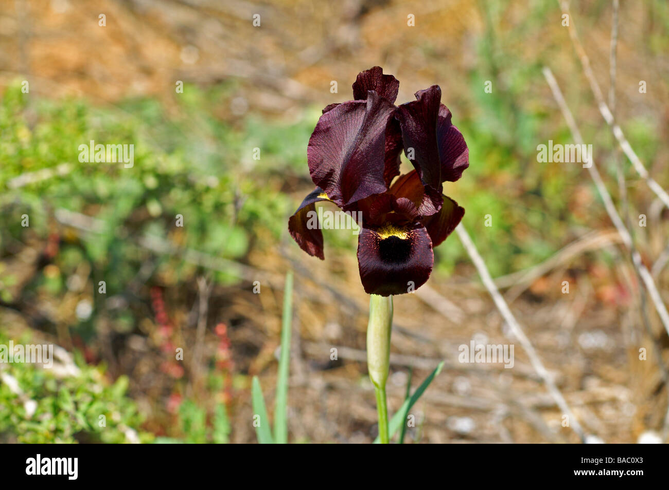 Israel Spring flower Iris atropurpurea Stock Photo - Alamy