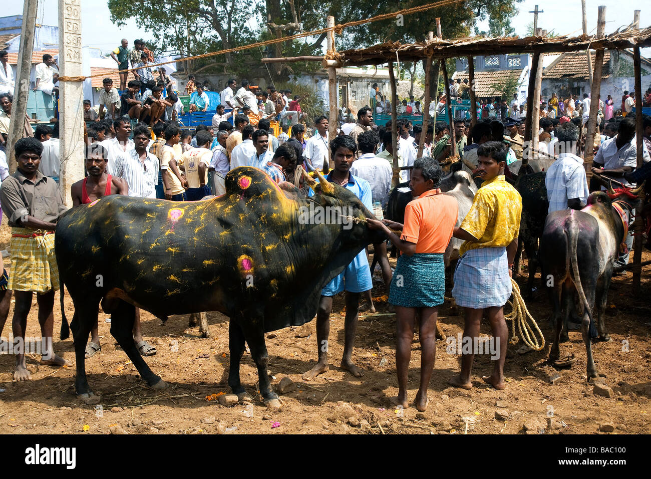 Pongal Cow Stock Photos & Pongal Cow Stock Images - Alamy