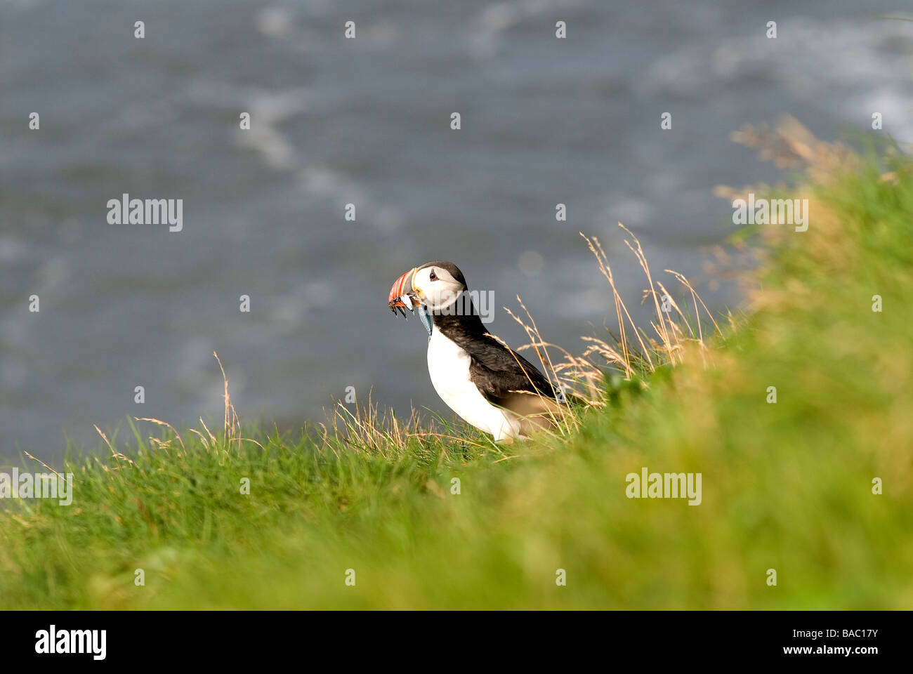 Puffins feed iceland hi-res stock photography and images - Alamy