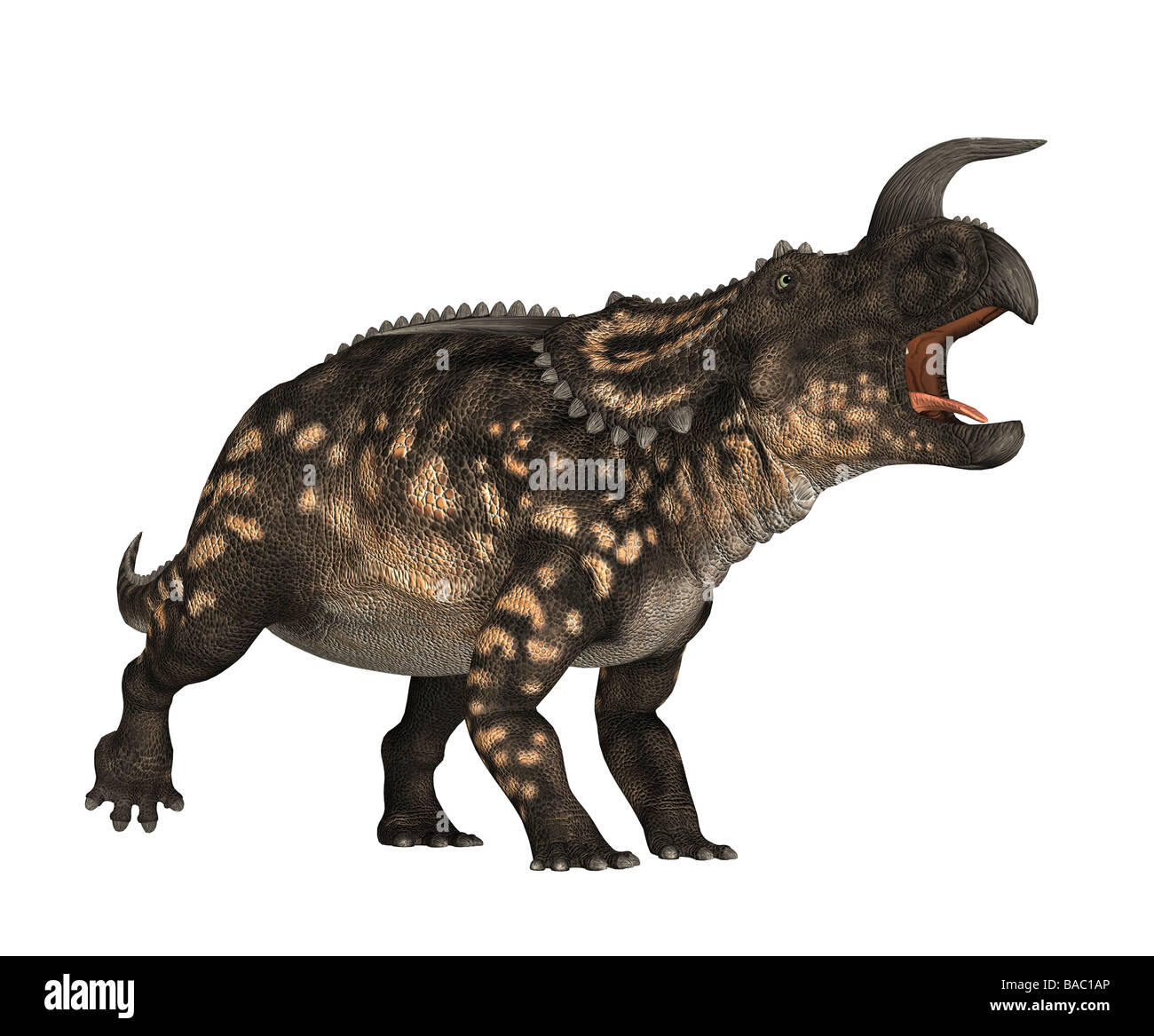 Einiosaurus hi-res stock photography and images - Alamy
