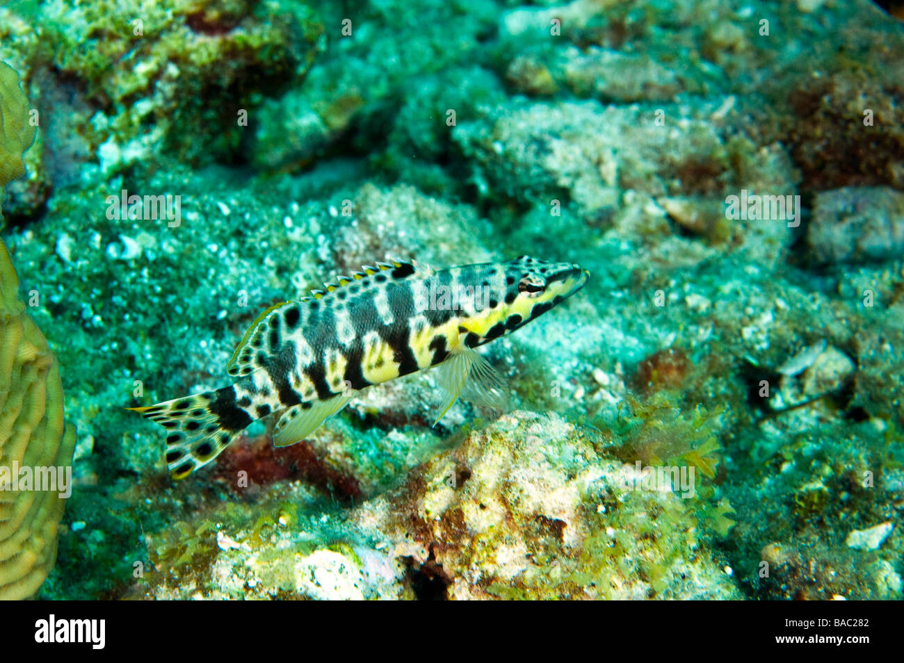 single harlequin bass above coral reef near island of bonaire dutch ...