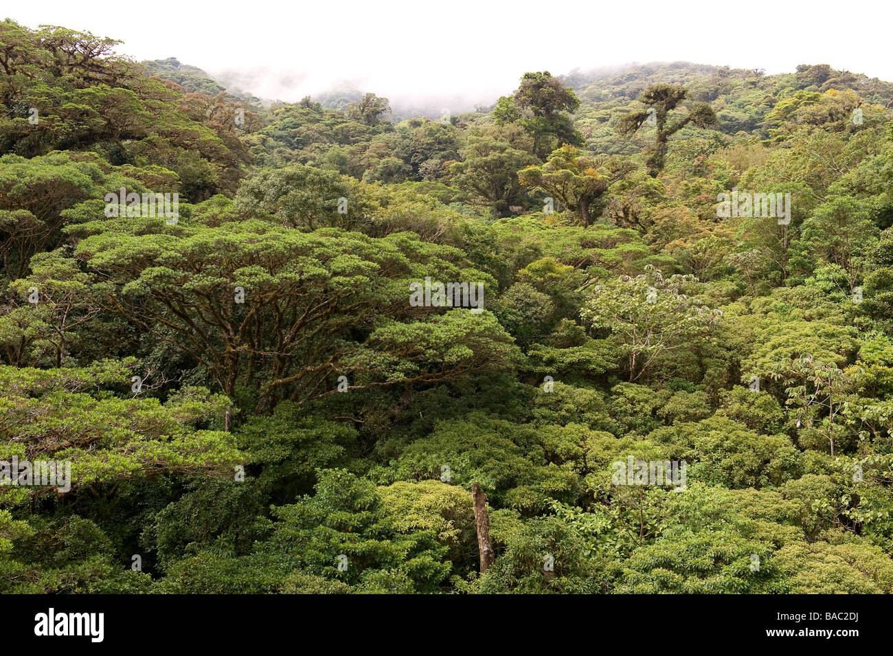 Costa Rica, Puntarenas province, Santa Elena, canopy tour Stock Photo ...