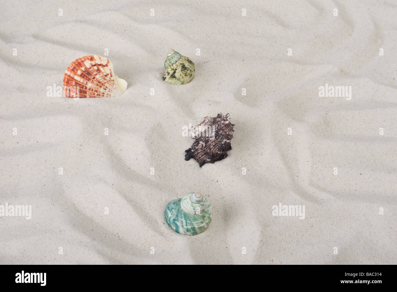 Seas shells hi-res stock photography and images - Alamy