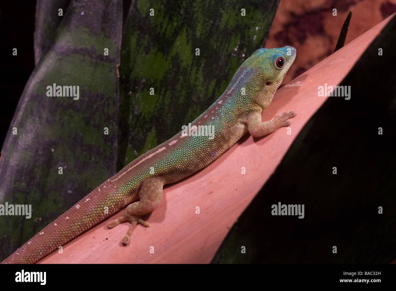 Animals and plants of the Biosphere Potsdam Stock Photo - Alamy