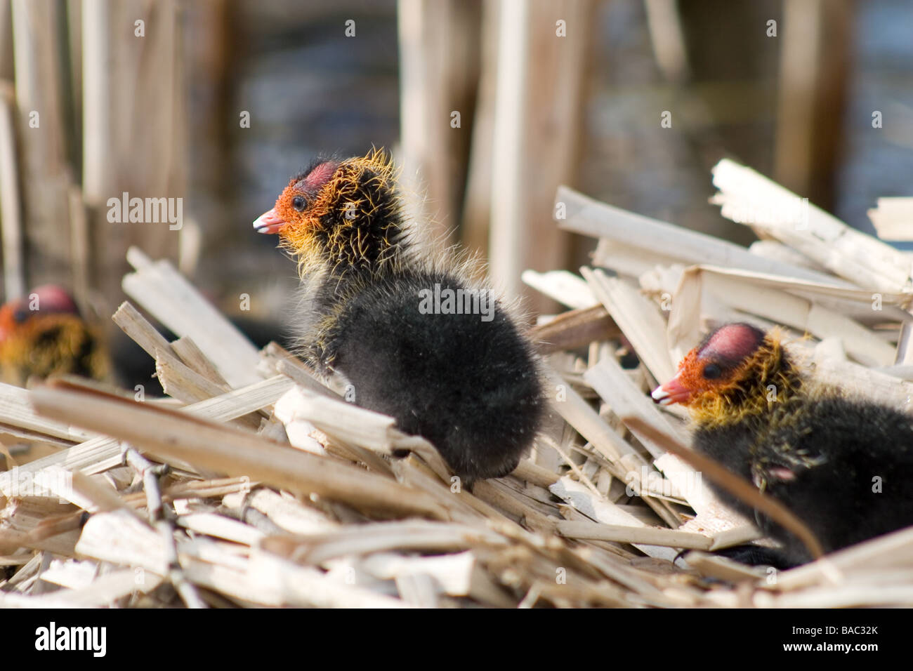 Altrical birds hi-res stock photography and images - Alamy