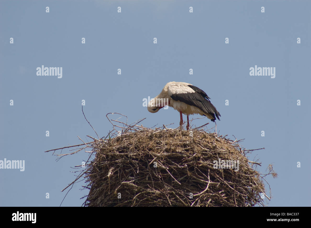 Care about plumage hi-res stock photography and images - Alamy