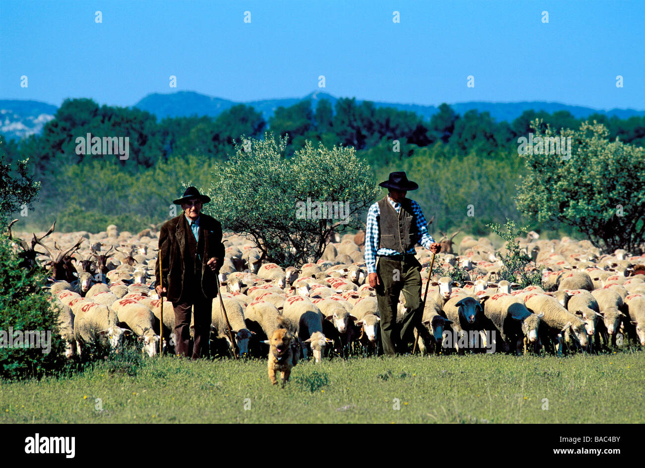 France, Bouches de Rhone, Saint Remy de Provence, Transhumance Festival ...