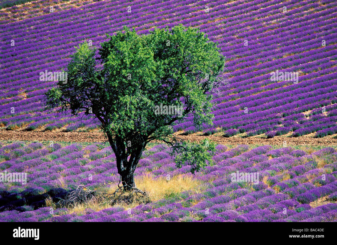 France, Vaucluse, Sault, lavender field Stock Photo - Alamy