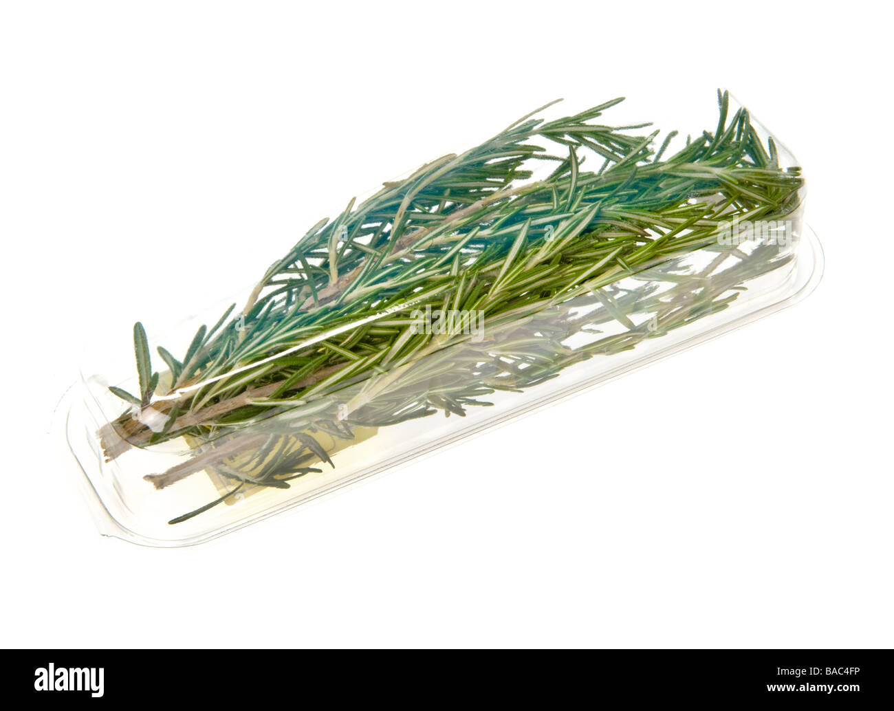 rosmarin rosemary botanical botany cook cooking in plastic tranparency ...