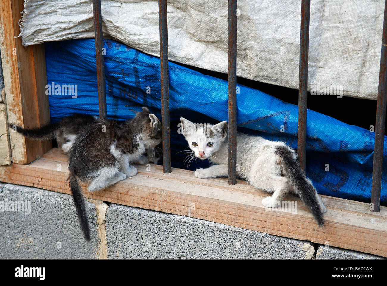 China, Guizhou Province, Yao village around Libo, kittens on a window ...