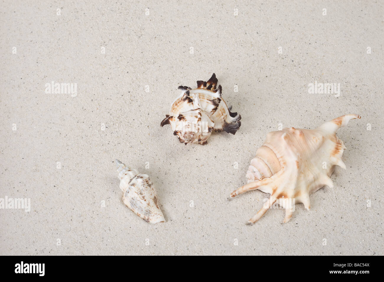 Group of mollusks hi-res stock photography and images - Alamy