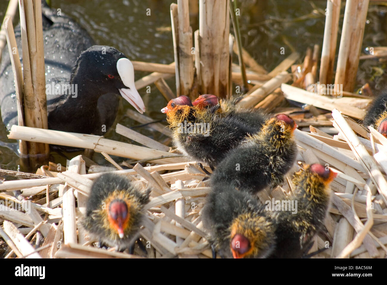 black coot family Stock Photo - Alamy