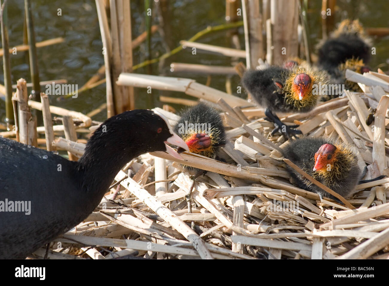 black coot feeding Stock Photo - Alamy