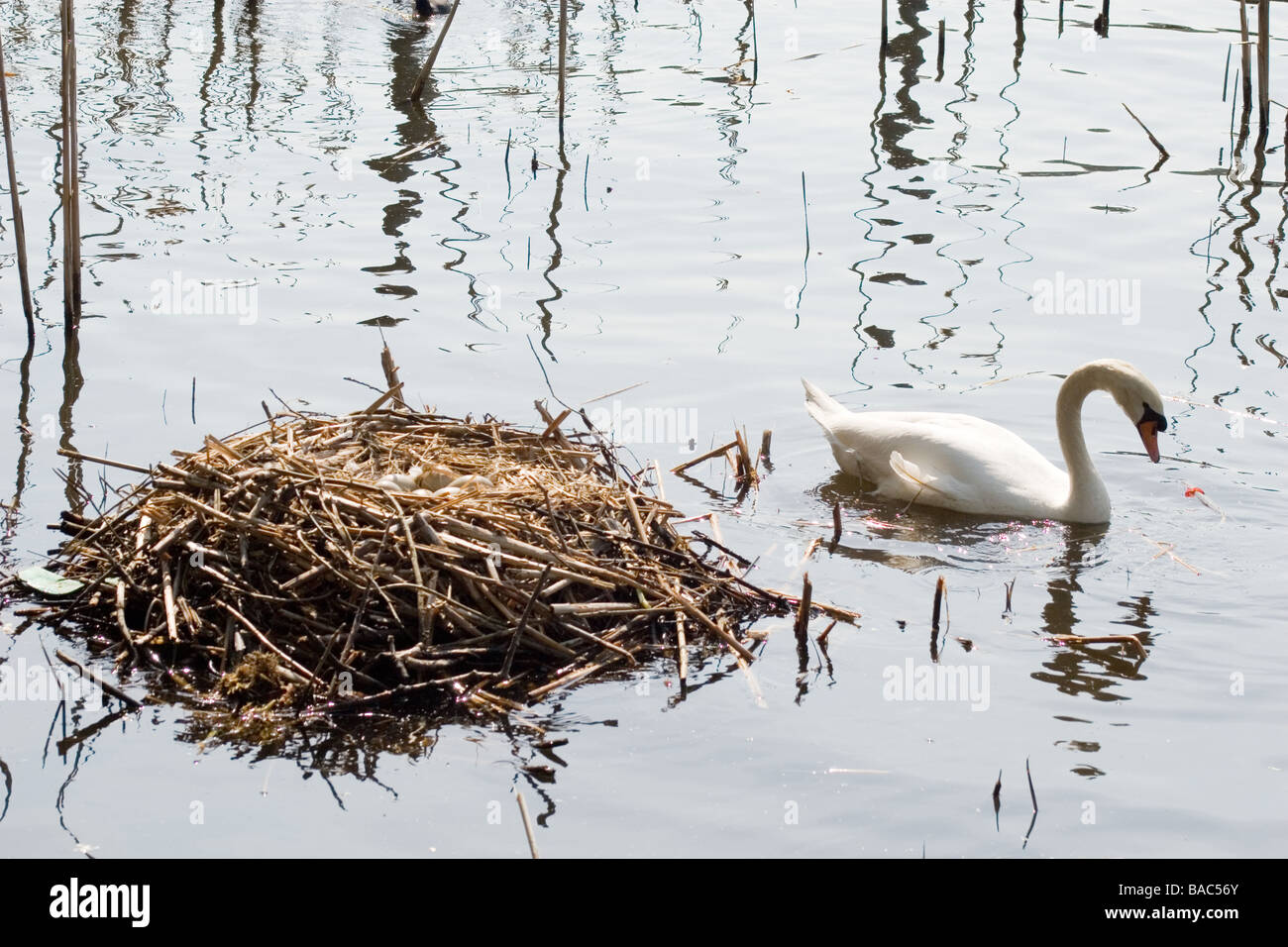 Swans hatching hi-res stock photography and images - Alamy
