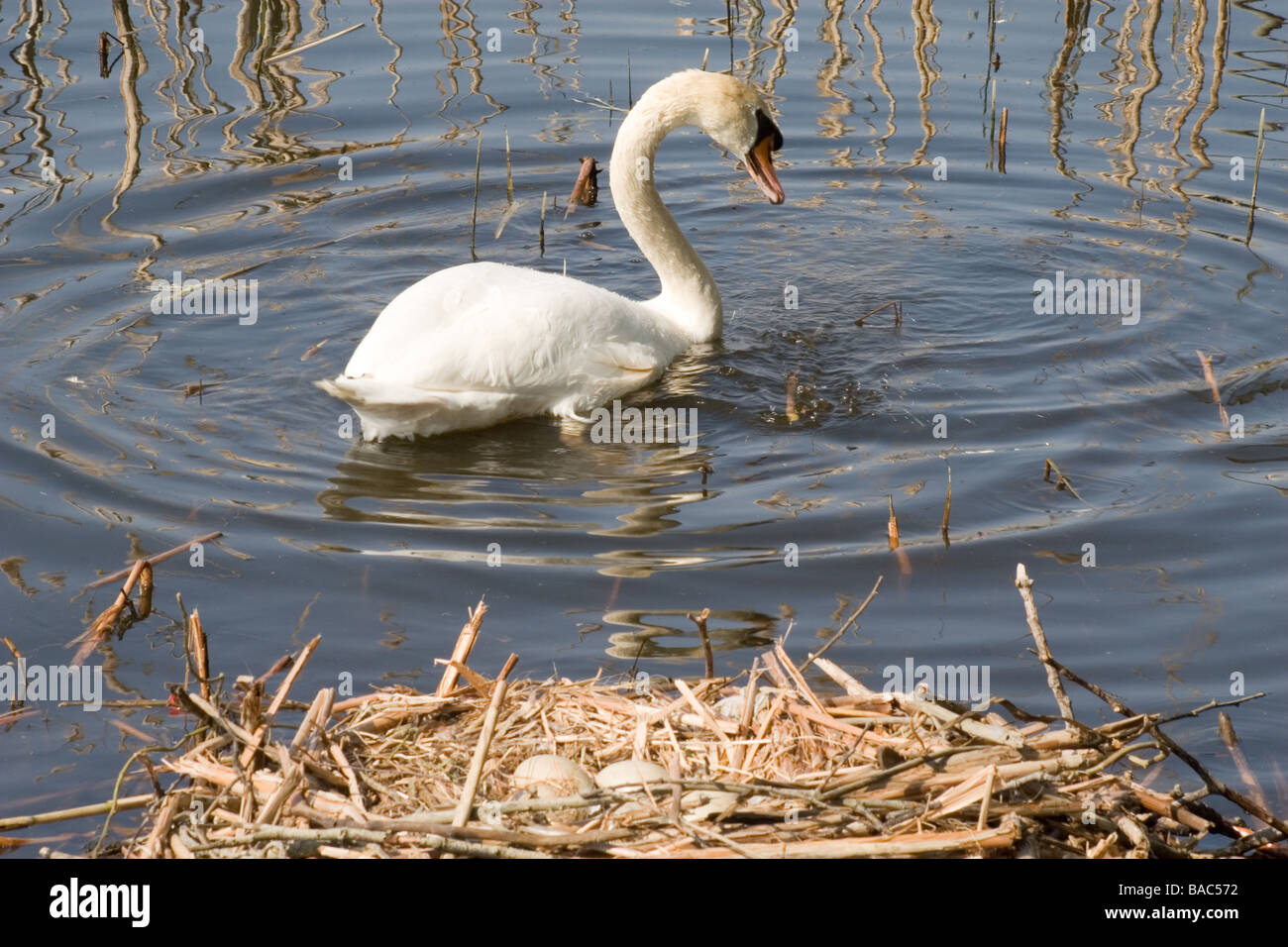 Swan and nest Stock Photo - Alamy