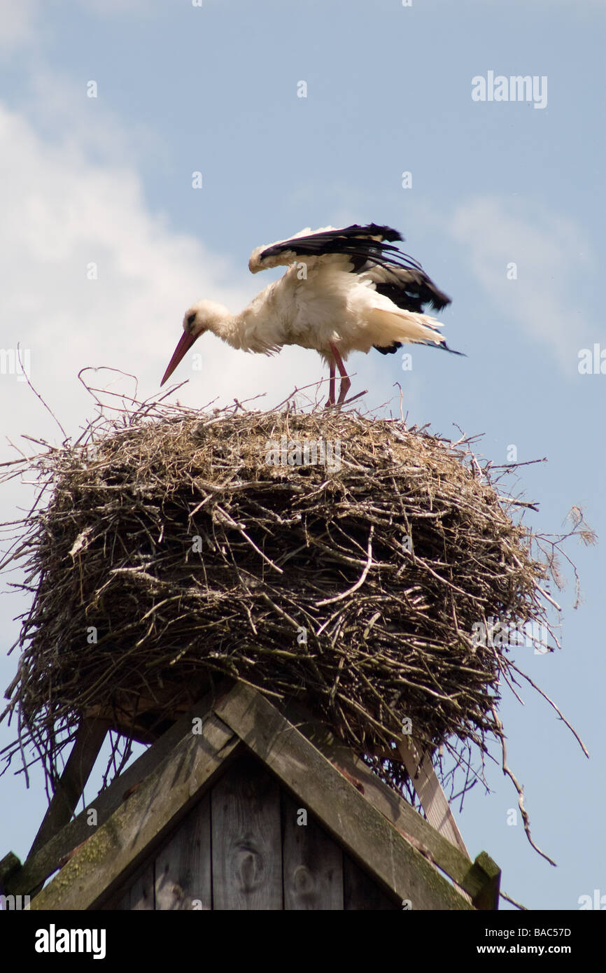 Wings flapping hi-res stock photography and images - Alamy