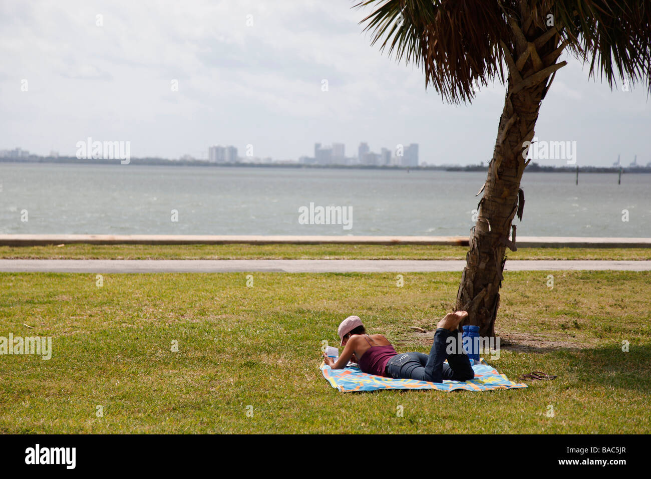 palm tree with student reading and relaxing Stock Photo - Alamy