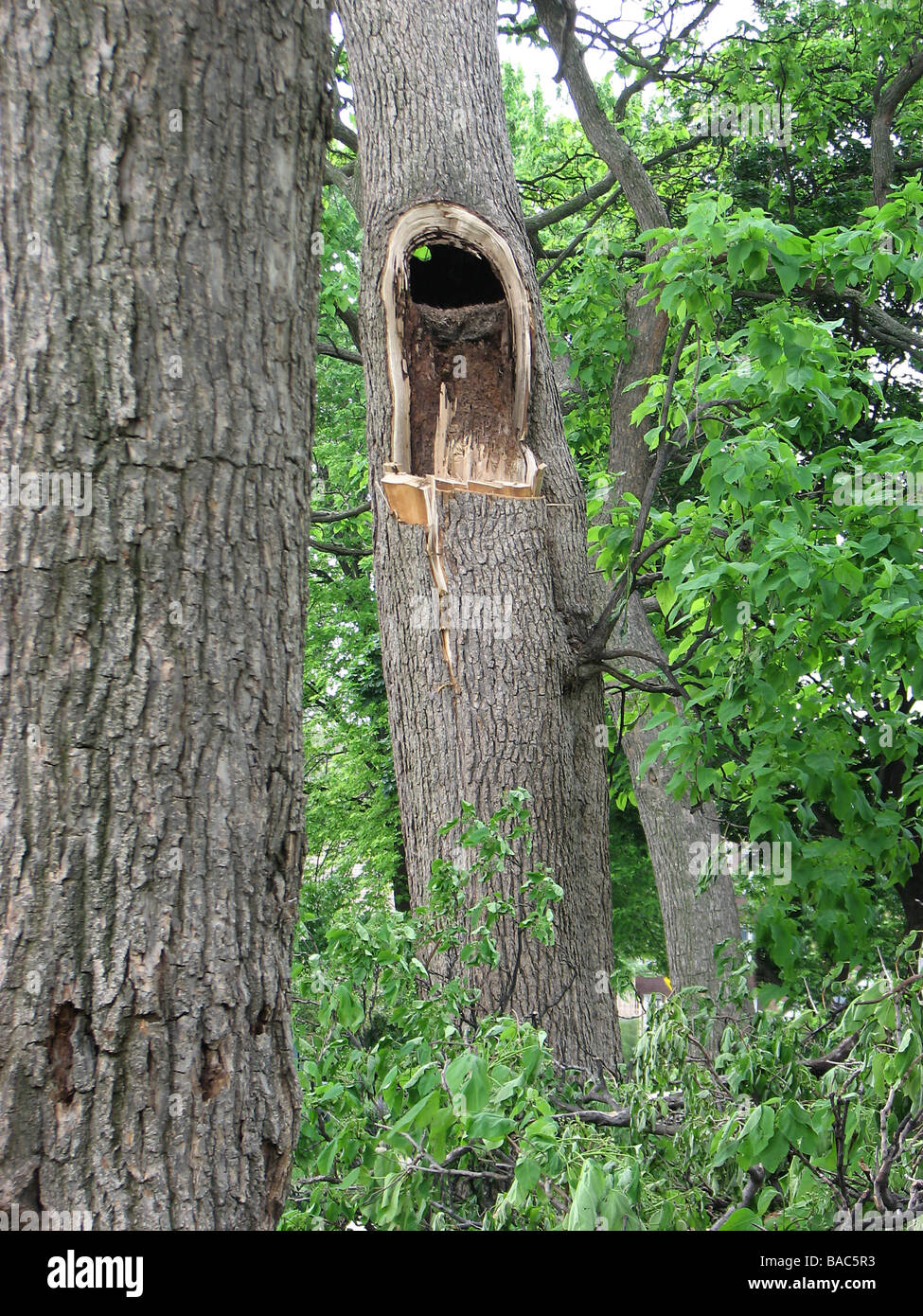 Trees tree nurseries hi-res stock photography and images - Alamy