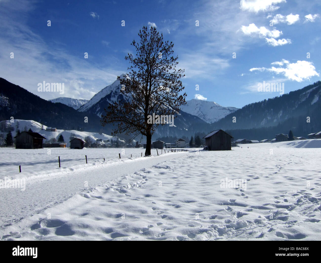lonely tree at a winter hiking trail in the Bregenz Forest Stock Photo ...