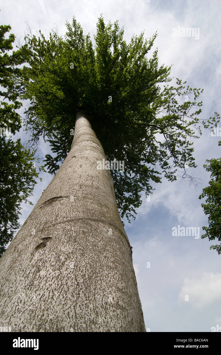 Silver beech tree hi-res stock photography and images - Alamy