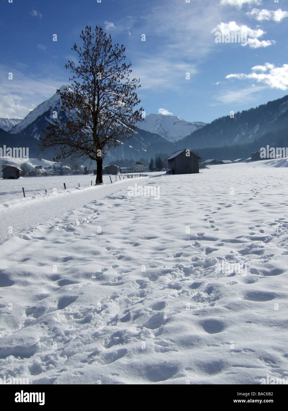 lonely tree at a winter hiking trail in the Bregenz Forest Stock Photo ...