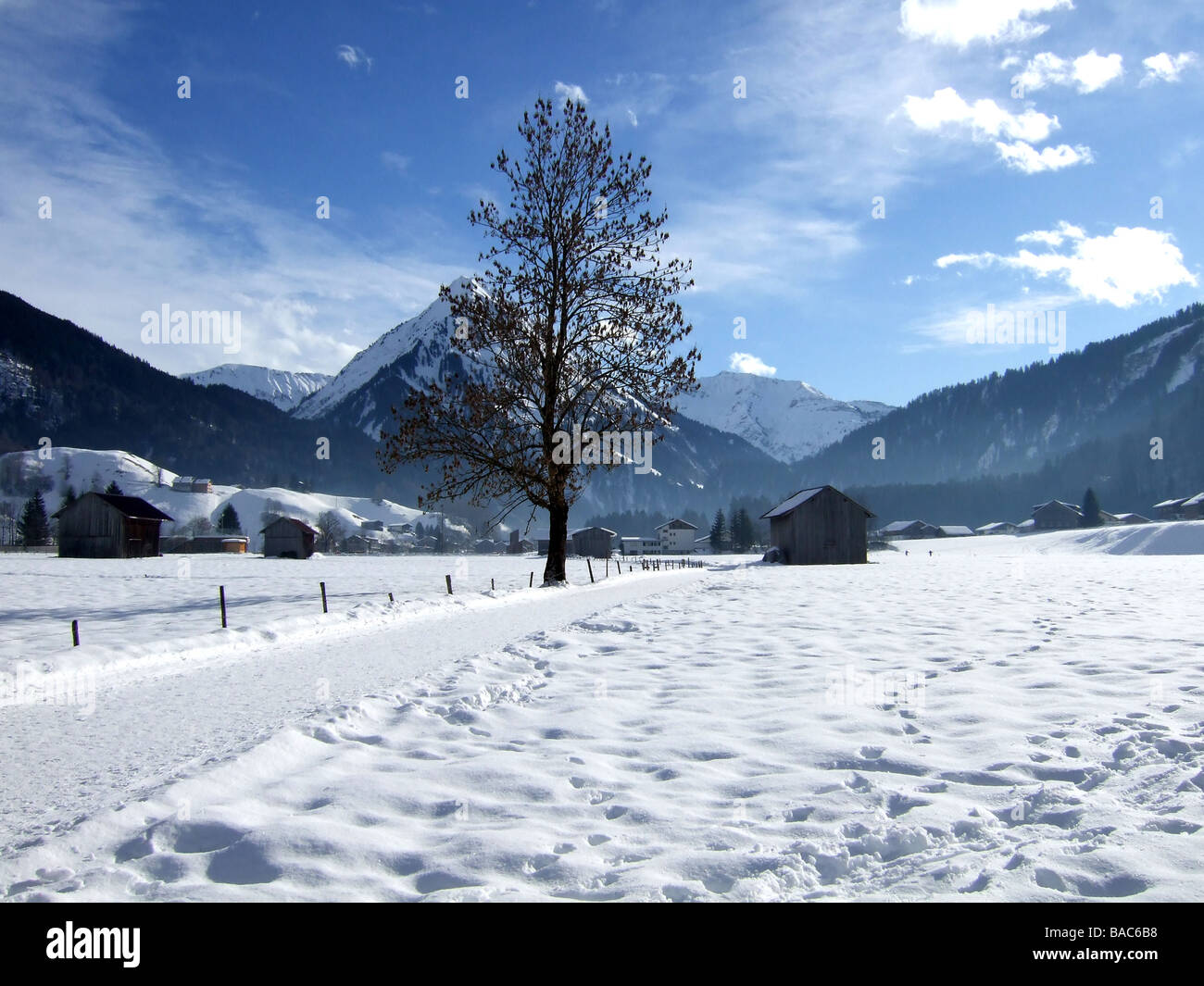 lonely tree at a winter hiking trail in the Bregenz Forest Stock Photo ...