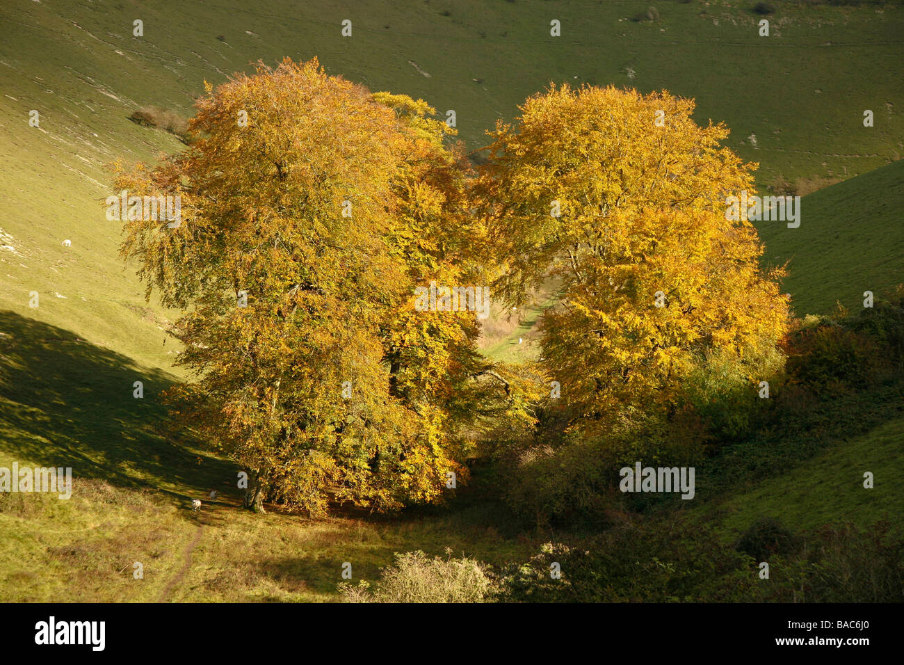 Two beech trees in a valley Stock Photo - Alamy