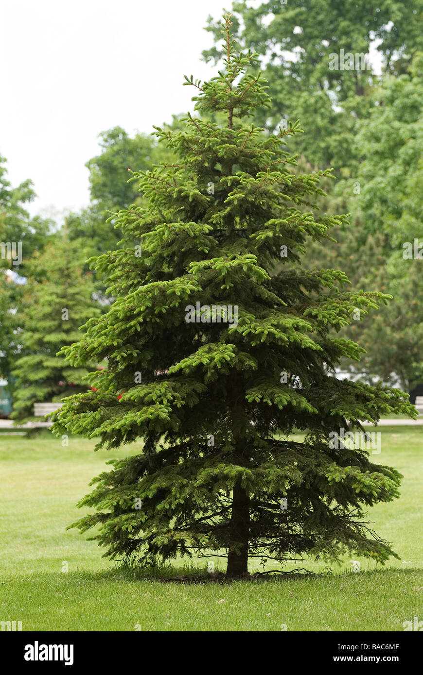 Trees tree nurseries hi-res stock photography and images - Alamy