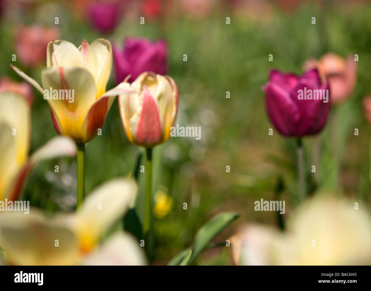 Beautiful coloured hi-res stock photography and images - Alamy